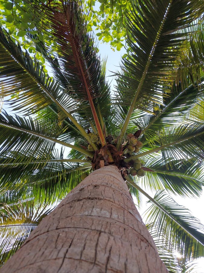 Coconut Tree View from Buttom Stock Image - Image of stems, coconut ...