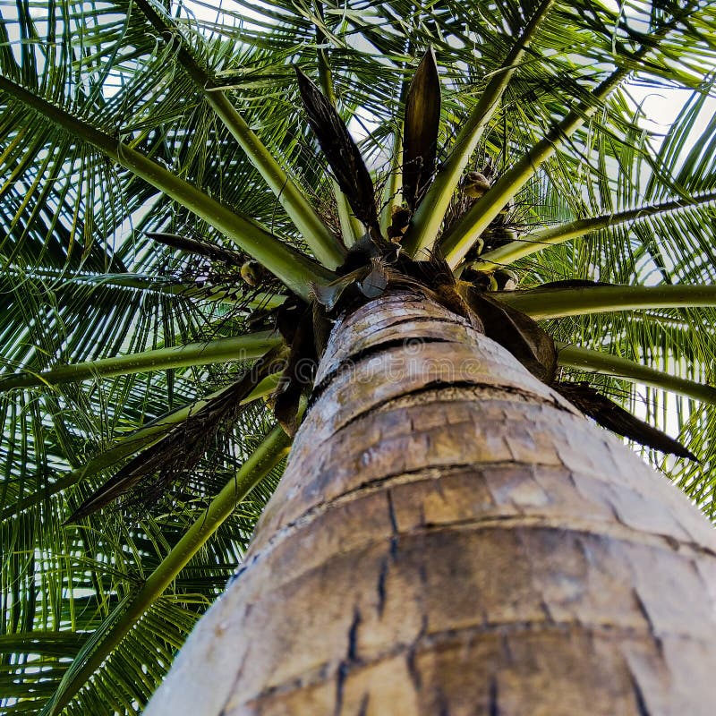 Coconut tree stock photo. Image of looks, tree, view - 129442462