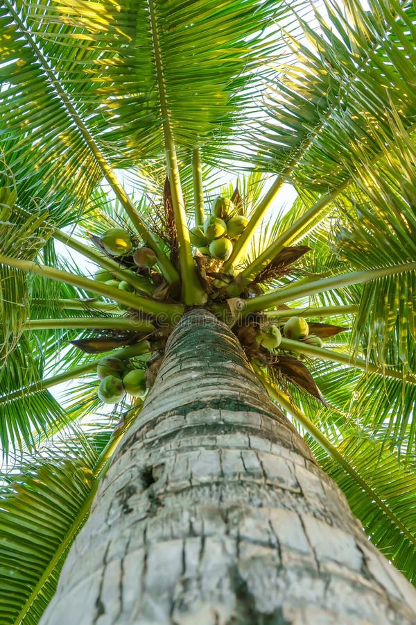 Coconut tree stock photo. Image of nature, water, tropical - 322448744