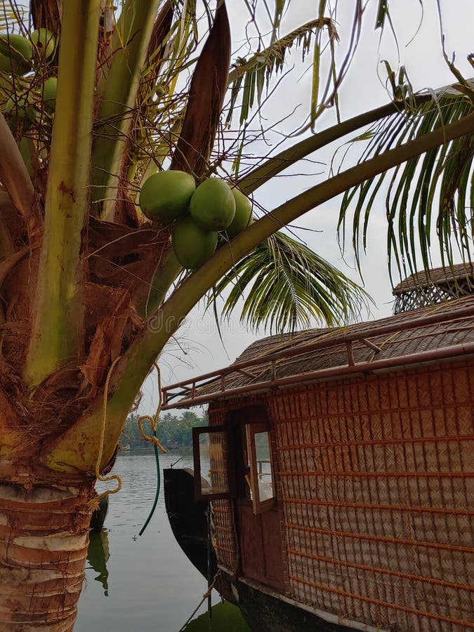 Coconut Floating In Water Gif : Coconut Floating On Water Indo Pacific ...