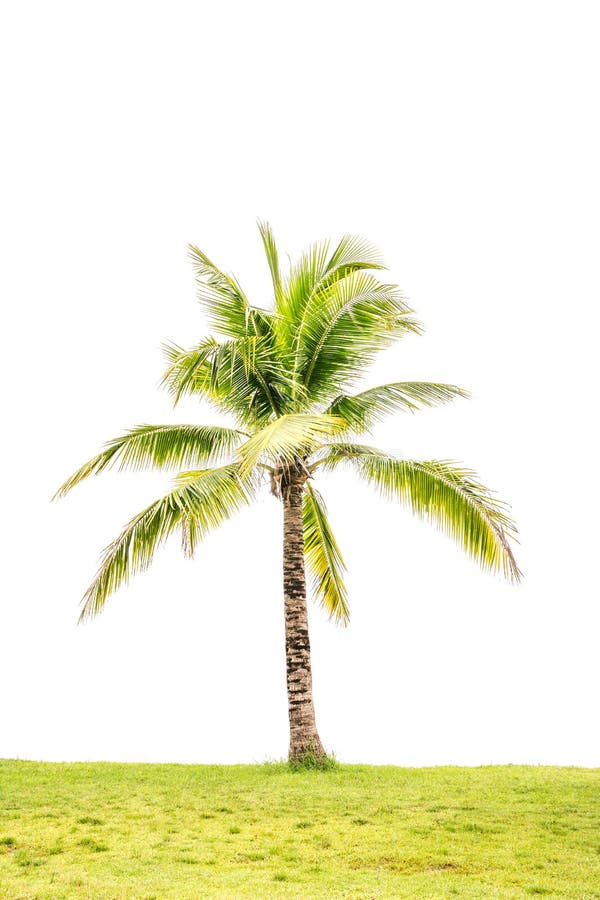 Coconut tree on white. stock image. Image of nature, grass - 95941925