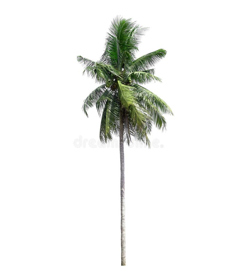 Coconut Tree on a White Background, Tropical Trees Isolated Used for ...