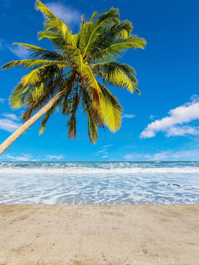 Coconut Tree at White Beach Stock Photo - Image of holiday, travel ...