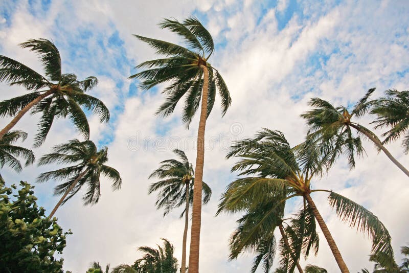 Palm Trees stock image. Image of relaxing, sleep, blue - 15509673