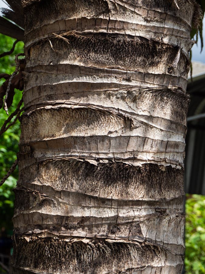 A Coconut Tree Wooden Texture. Stock Image - Image of plant, nature ...