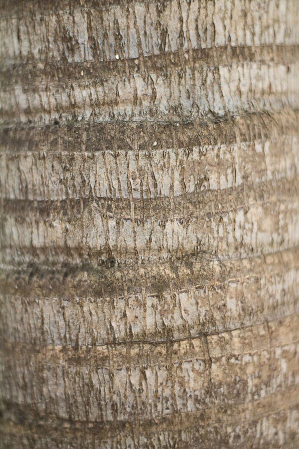 The Trunk Skin Of Coconut Tree, Wooden Texture For Background Stock ...