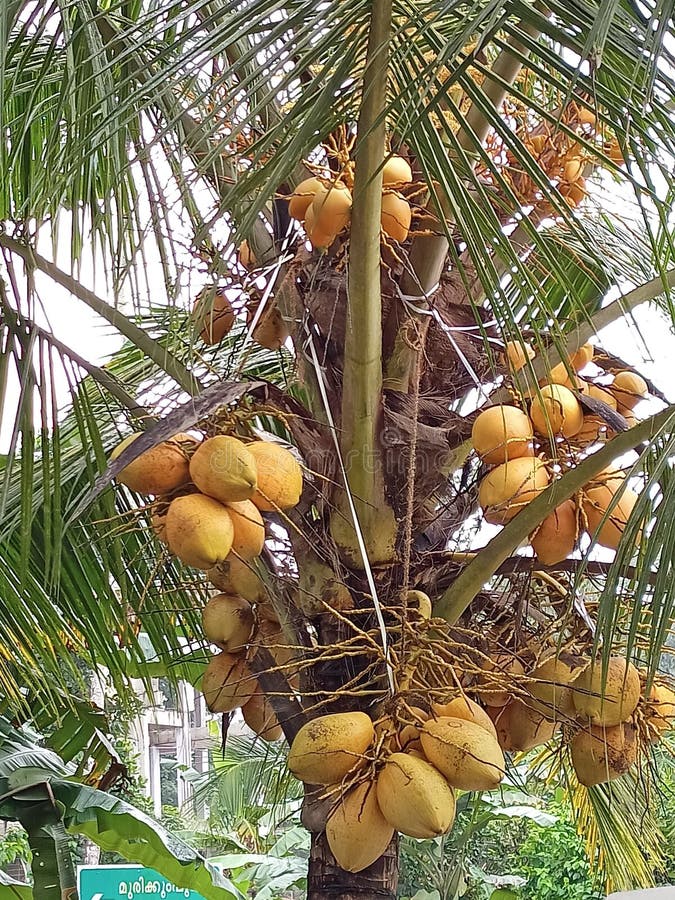 Coconut Tree Yellow Coconunt Stock Photos - Free & Royalty-Free Stock ...