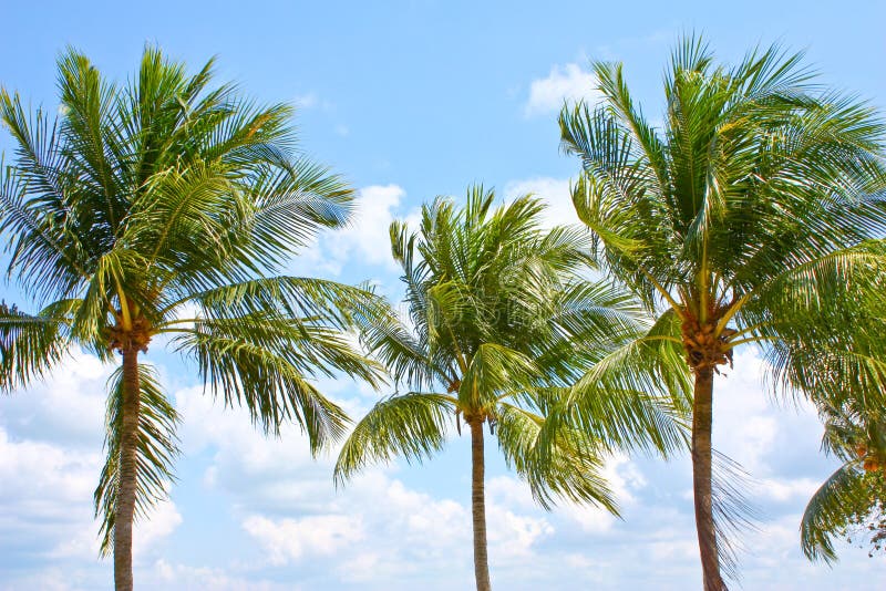 Coconut trees stock photo. Image of blue, forest, branch - 12984830