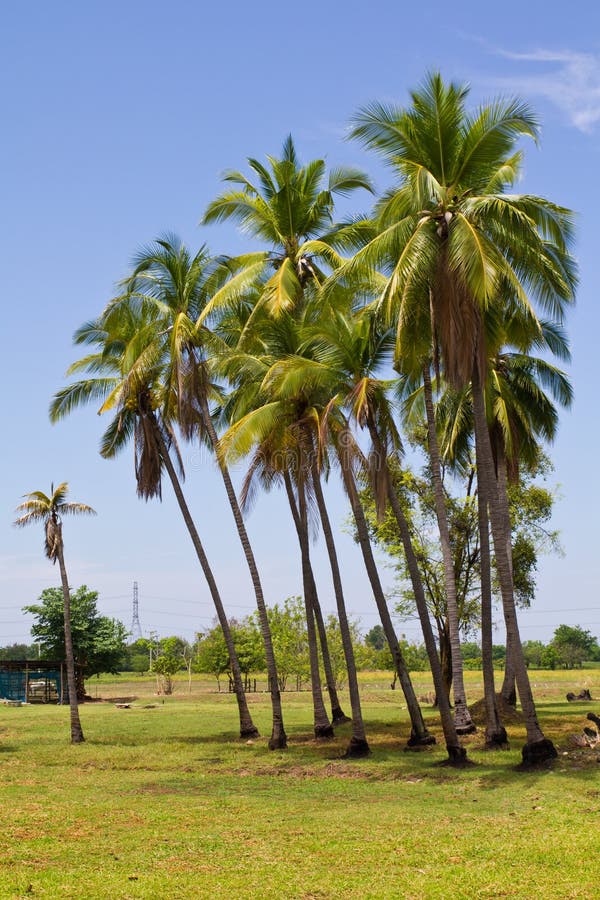 Coconut trees stock image. Image of field, natural, green - 24297939