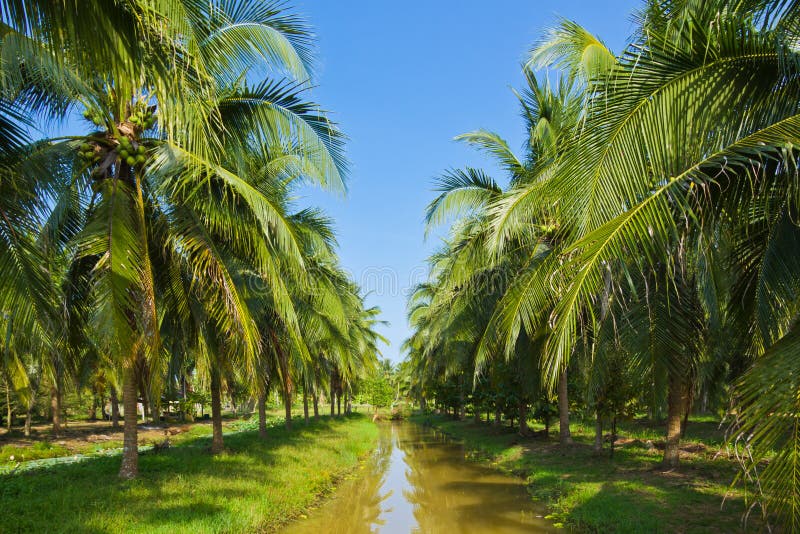 Coconut trees stock image. Image of group, leaves, clouds - 25476387