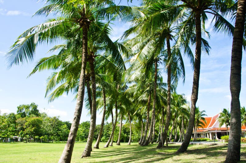 The coconut trees stock image. Image of beautiful, idyllic - 26144075