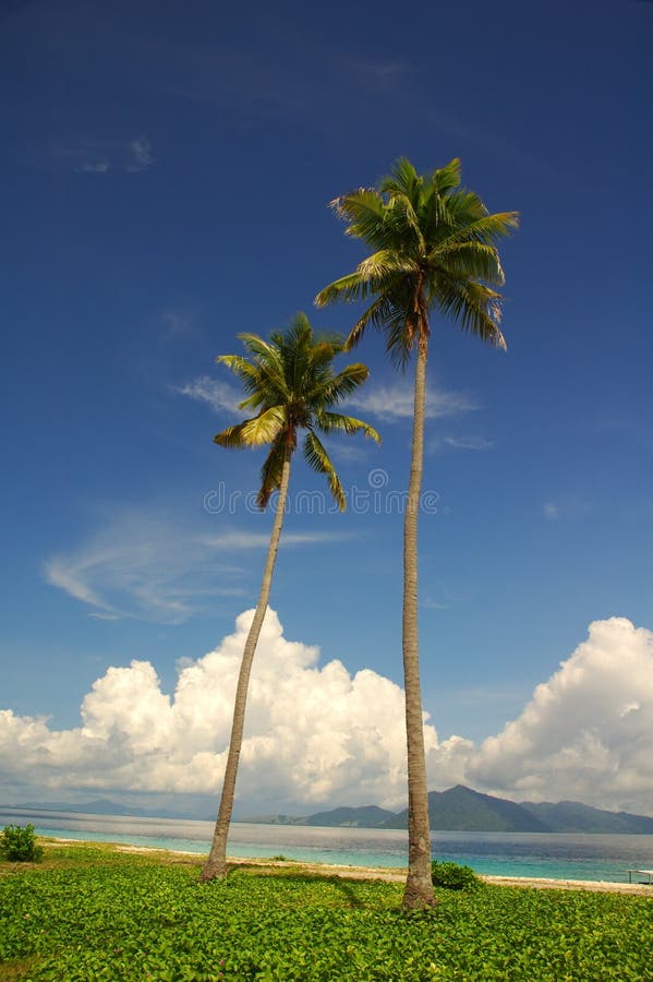 Coconut Trees Picture. Image: 3323829