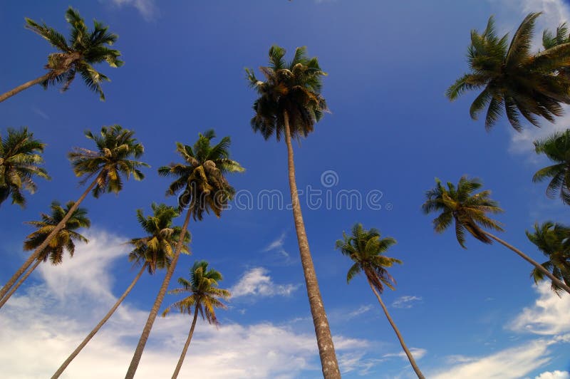 Coconut trees stock image. Image of relaxation, coconut - 3348327