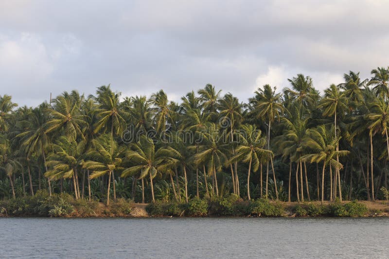 412 Konkan Tree Stock Photos - Free & Royalty-Free Stock Photos from ...