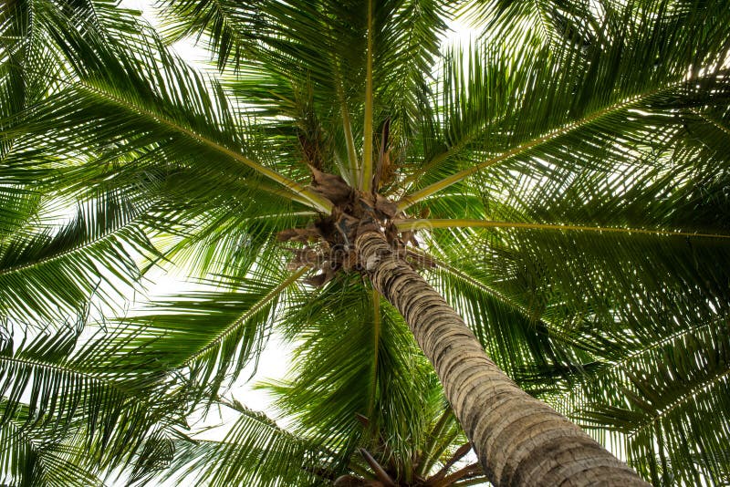 Coconut trees stock photo. Image of paradise, hang, green - 51809564