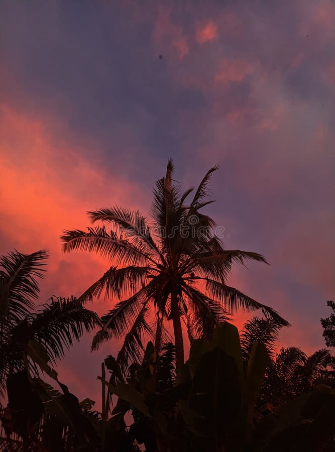 Coconut Trees Against a Beautiful Orange Sky Background Stock Image ...
