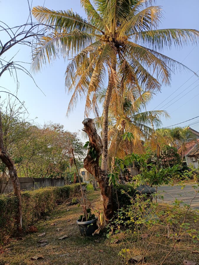 Coconut Trees Also Burn in this Dry Season Stock Photo - Image of ...