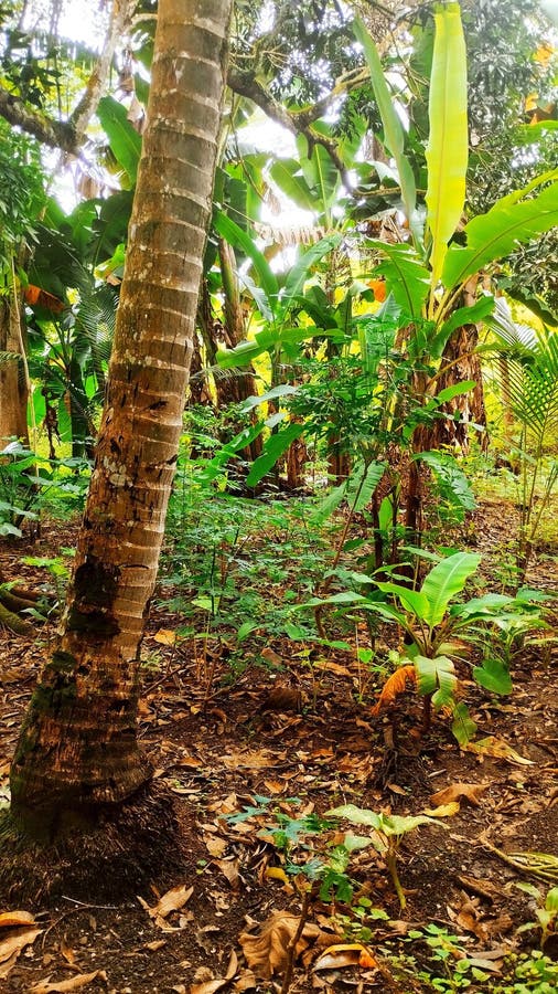 Coconut Trees and Banana Trees in the Garden Stock Photo - Image of ...