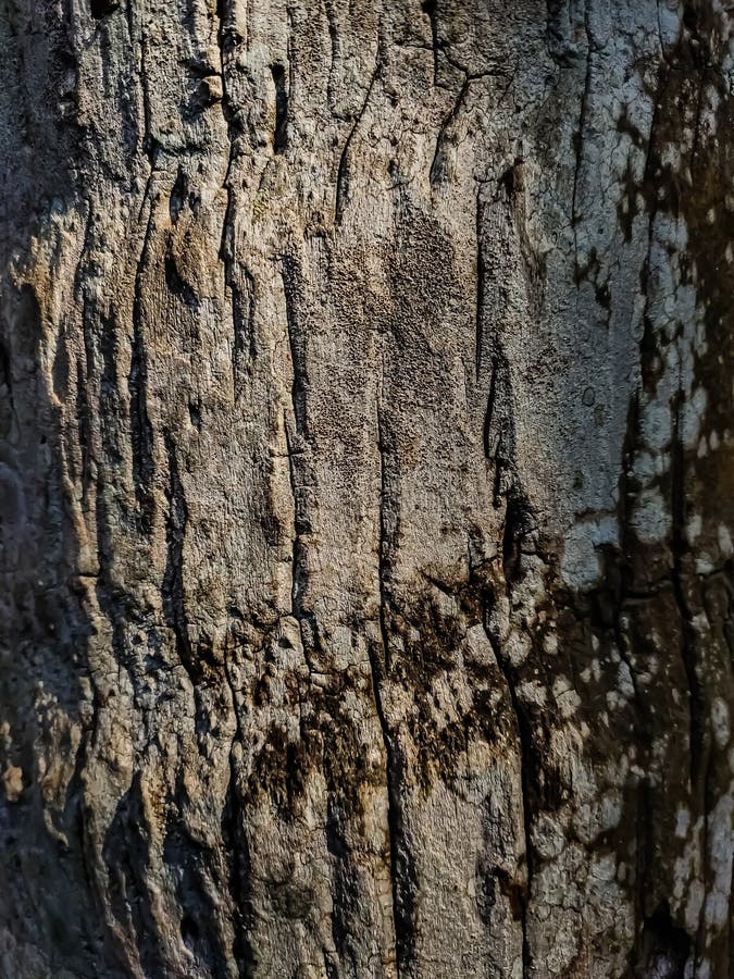 This is the Old Dry Coconut Bark Close-up Shot when Sunlight Fell on ...