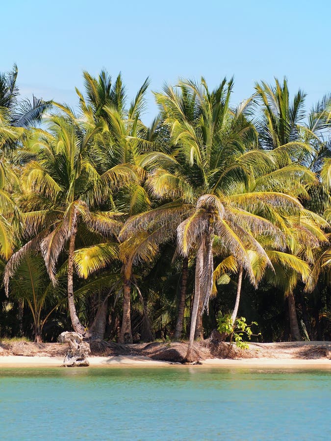 Coconut Trees on the beach stock image. Image of atlantic - 23302861