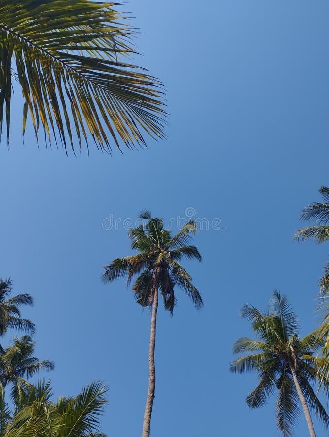 Coconut trees on the beach stock photo. Image of trees - 295396234
