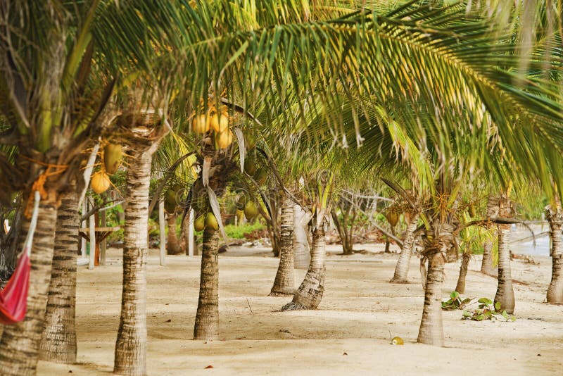 Coconut Trees stock image. Image of trunks, sand, belize - 74244331