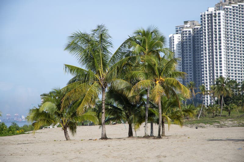 Coconut trees on the beach stock photo. Image of island - 279365126