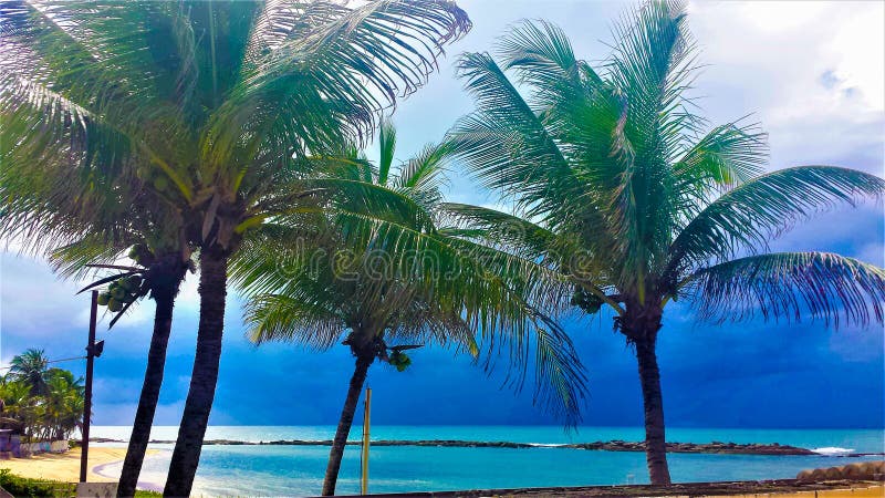 Coconut trees on the beach stock photo. Image of ocean - 132124294