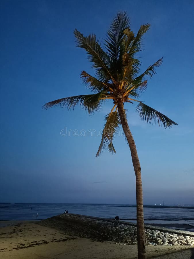 Coconut Trees on the Beach at Dusk Stock Photo - Image of tree, dusk ...