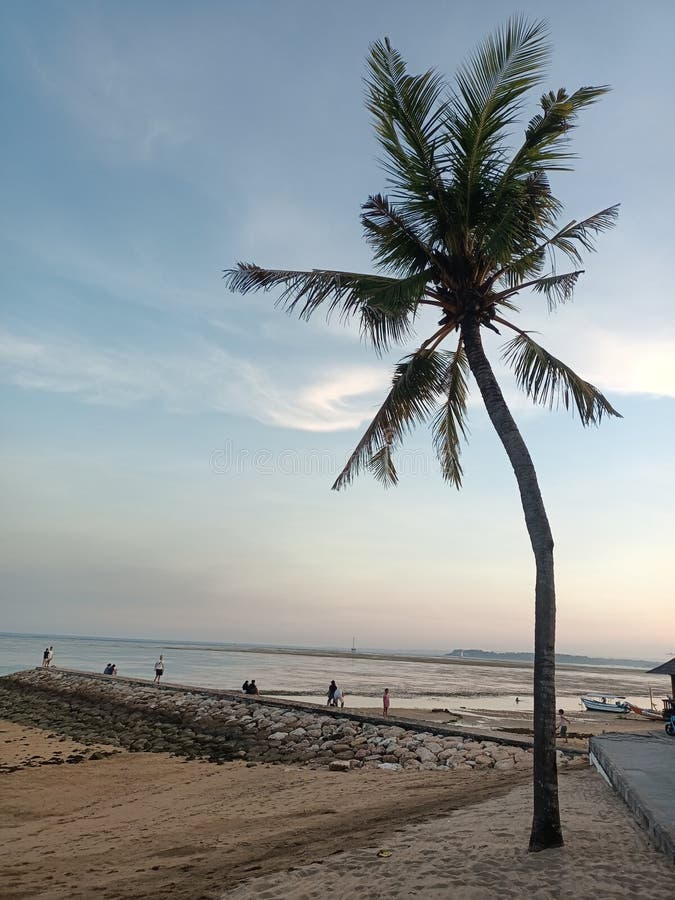 Coconut Trees on the Beach at Dusk Stock Photo - Image of coconut ...