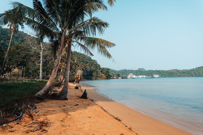 Coconut Trees on the Beach on the Island Stock Photo - Image of ...