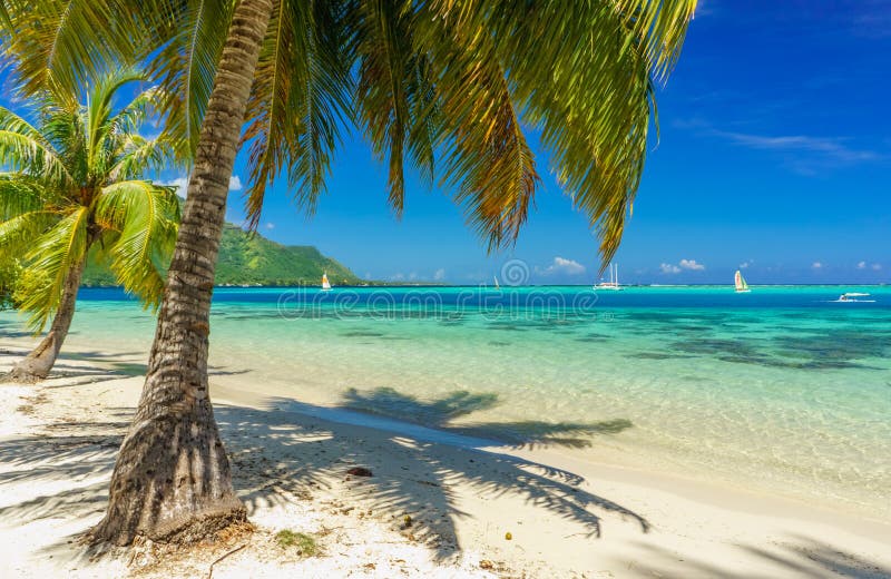 Coconut Trees in a Beach in Moorea Stock Image - Image of blue, tree ...