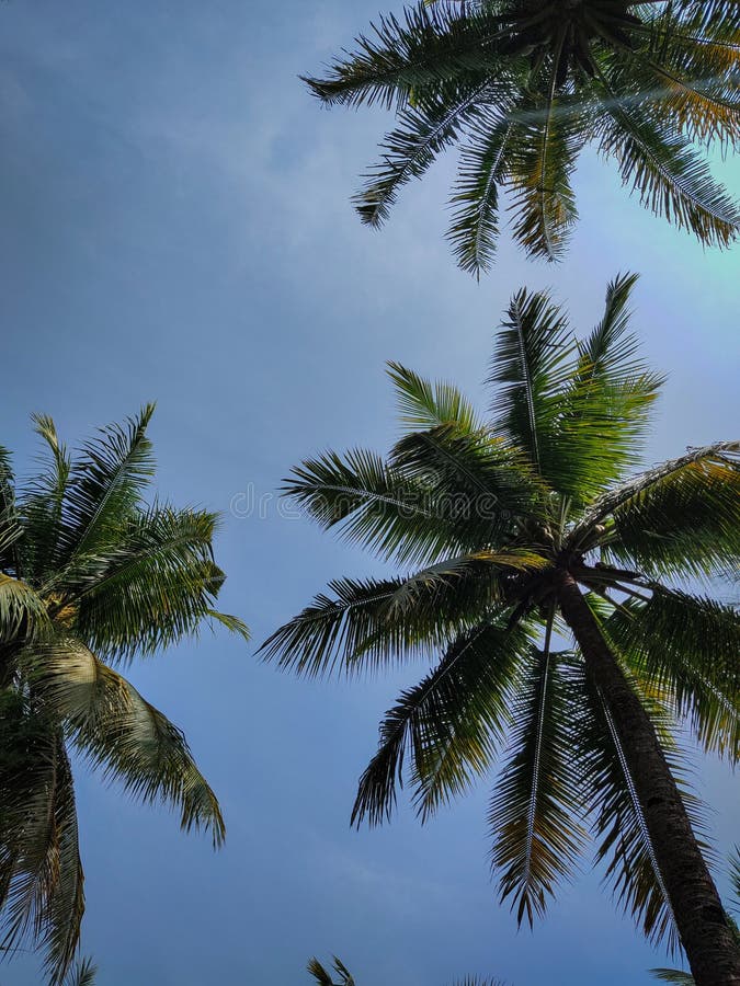Coconut Trees are on the Beach Photographed from Below at Close Range ...