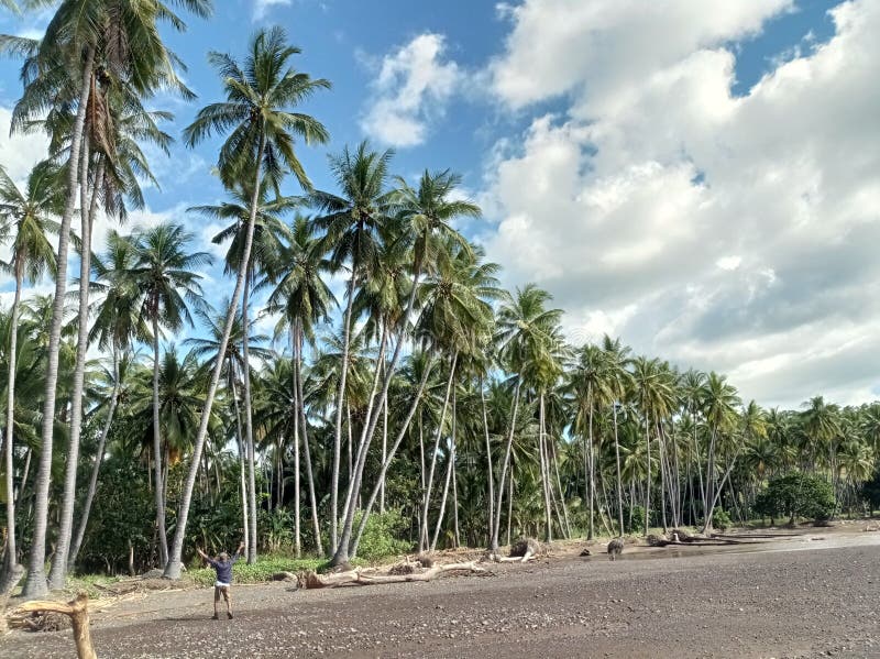 Coconut Trees on the Beach in Sagu Adonara Stock Image - Image of ...