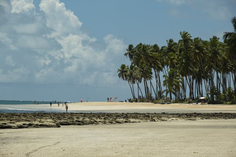 Coconut Trees and Beach in Sunny Day in Brazil Stock Photo - Image of ...