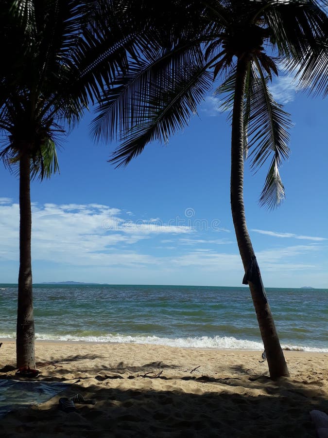 Coconut trees and beach stock photo. Image of trees - 227298852