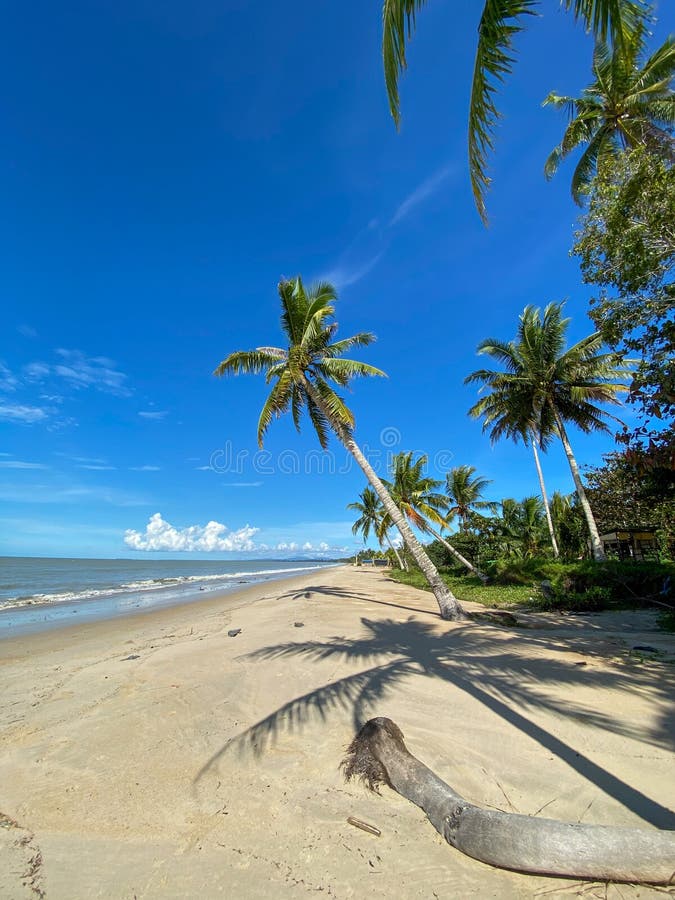 Coconut trees on the beach stock image. Image of calm - 298551889