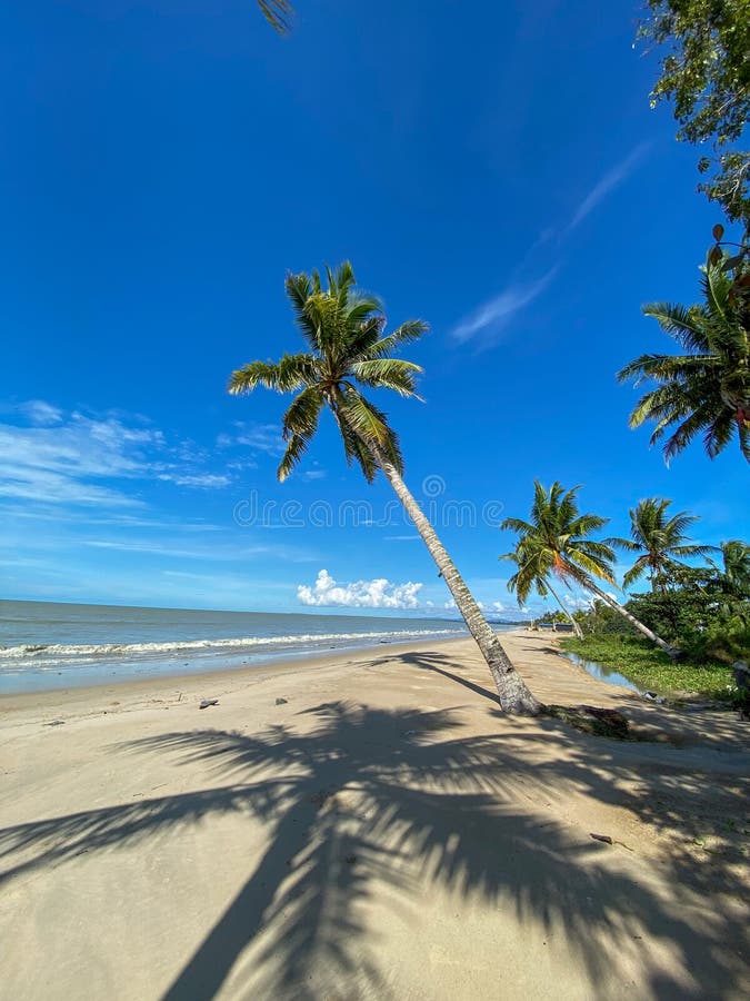Coconut trees on the beach stock photo. Image of horizon - 298551958