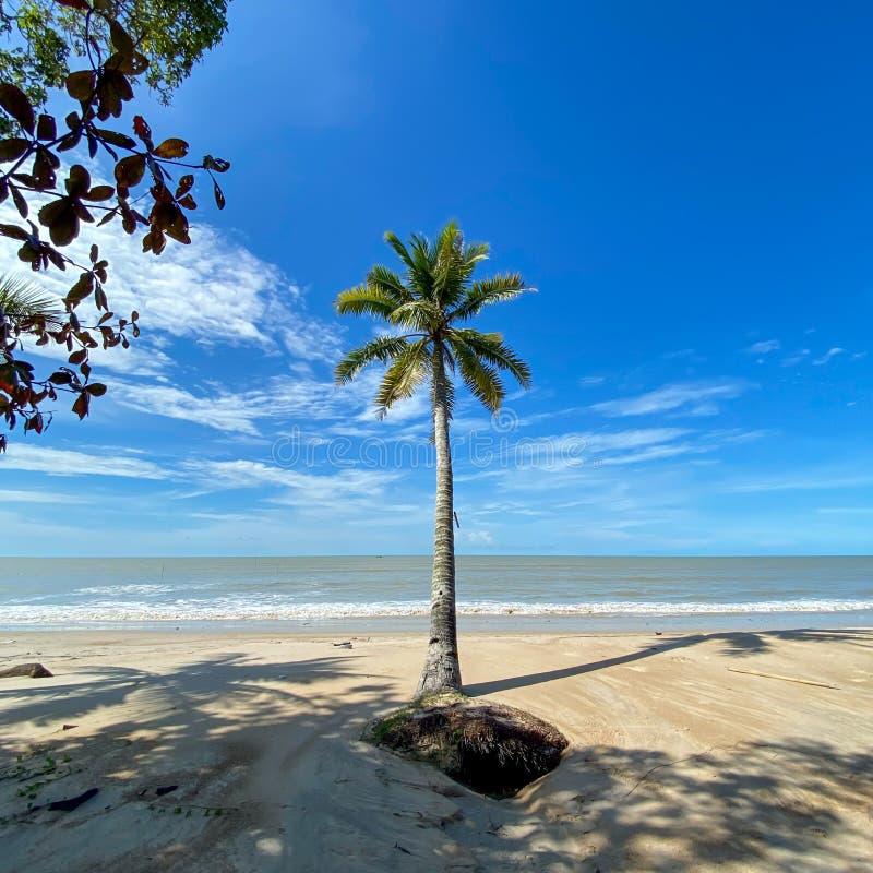 Coconut trees on the beach stock image. Image of blue - 298552095