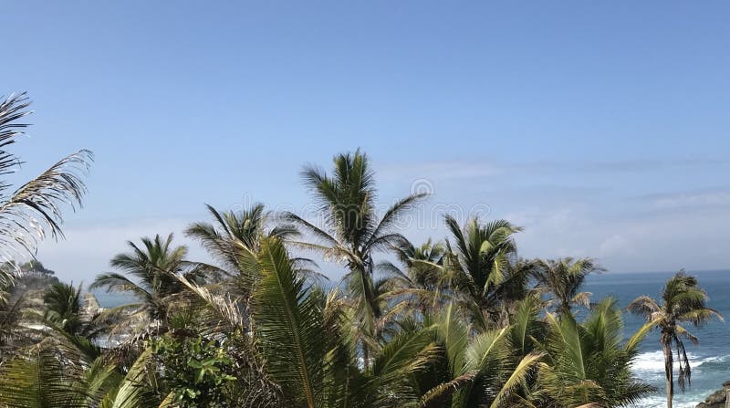 Coconut Trees in a Beautiful Coastal Area Stock Photo - Image of green ...