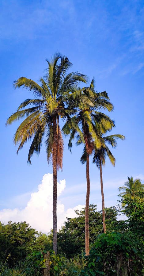 Coconut Trees with Beautiful Sky Clouds Stock Image - Image of ...
