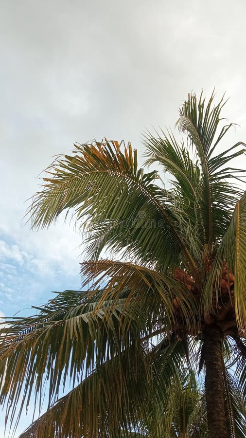 Coconut Trees with Beautiful White Clouds Stock Photo - Image of ...