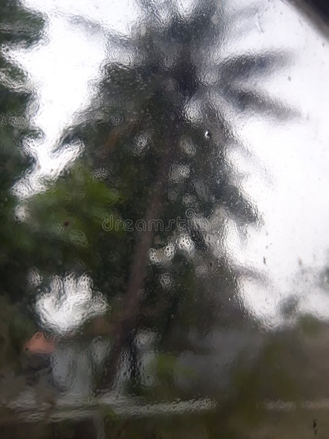 Coconut Trees Behind Dewy Glass during the Day Stock Photo - Image of ...