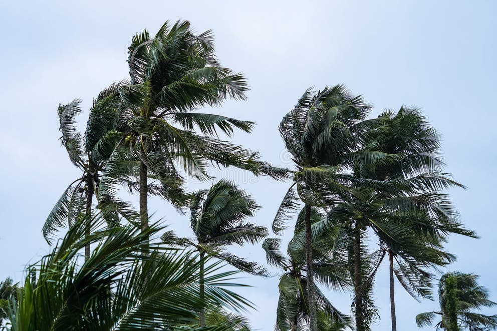 Coconut Trees Being Blown by the Wind Stock Image - Image of leaf ...