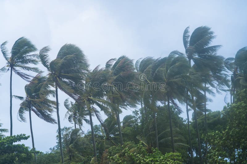 Coconut Trees Being Blown by the Wind Stock Image - Image of natural ...
