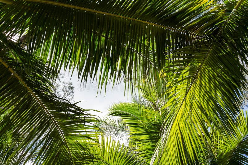 Blocking Sun Trees Stock Photos - Free & Royalty-Free Stock Photos from ...