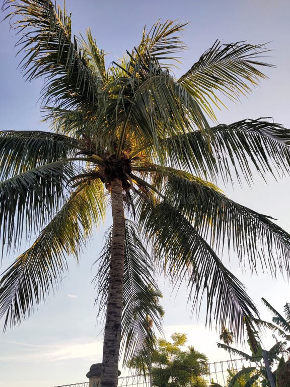Coconut Trees Blown by the Wind in the Morning Stock Photo - Image of ...
