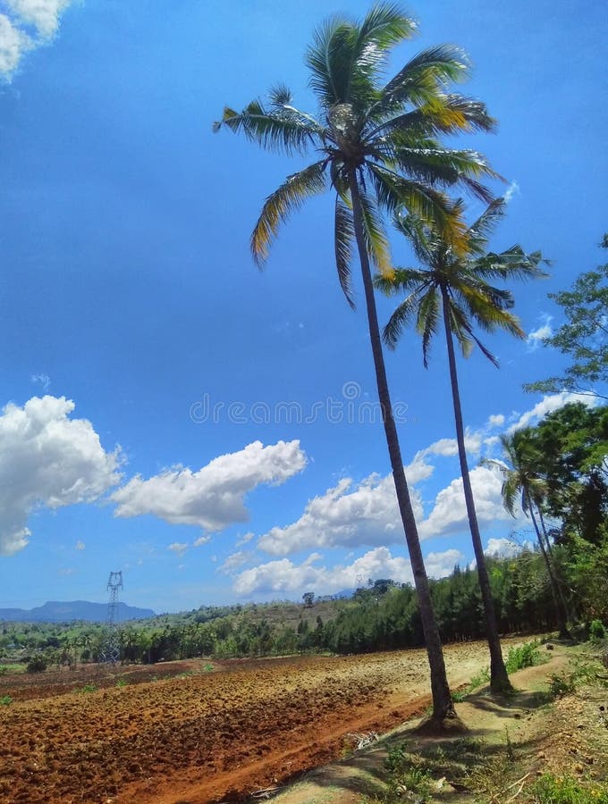 Coconut Tree in Wogabiloi Lake Stock Image - Image of timor, vegetation ...