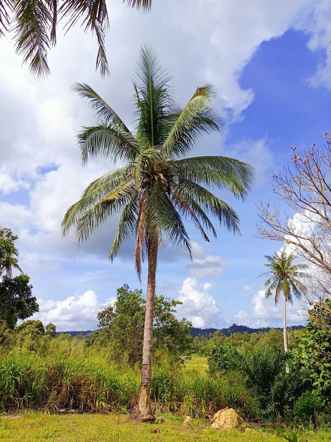 Coconut Trees and Blue Sky and Clouds, Green Trees, Hill Background and ...