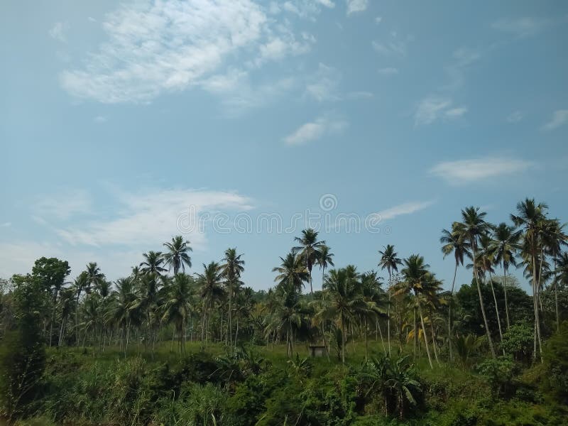 Coconut Trees and Blue Sky, Landscape View Stock Photo - Image of ...